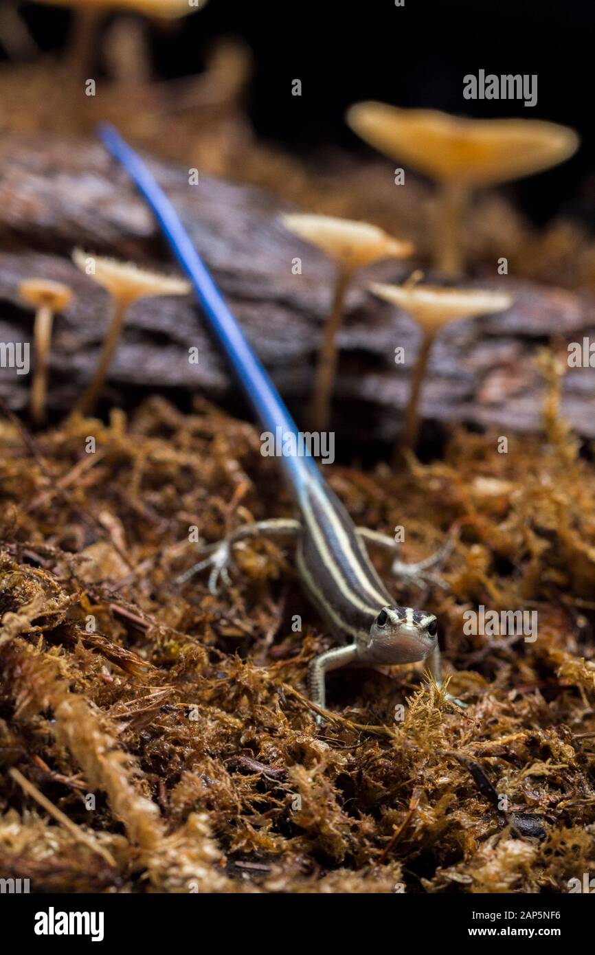 Emoia caeruleocauda, (Blue tailed skink) commonly known as the Pacific ...