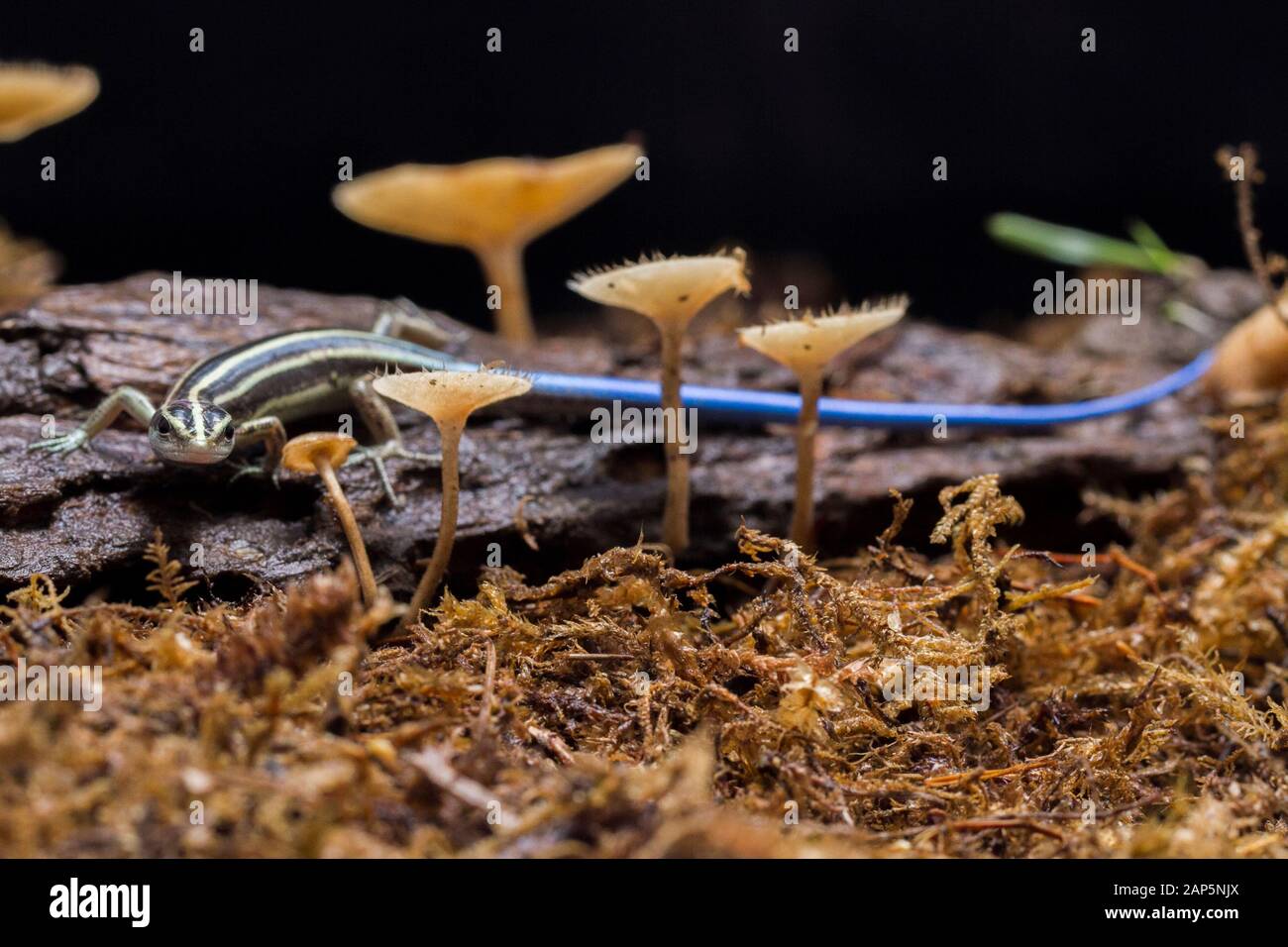 Emoia caeruleocauda, (Blue tailed skink) commonly known as the Pacific ...