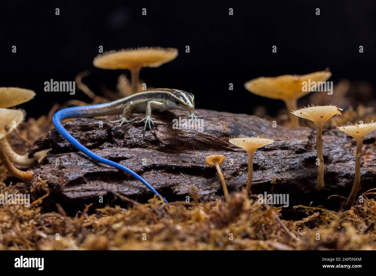 Emoia caeruleocauda, (Blue tailed skink) commonly known as the Pacific ...