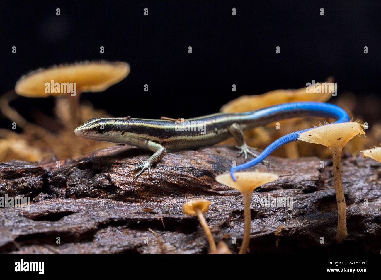 Emoia caeruleocauda, (Blue tailed skink) commonly known as the Pacific ...