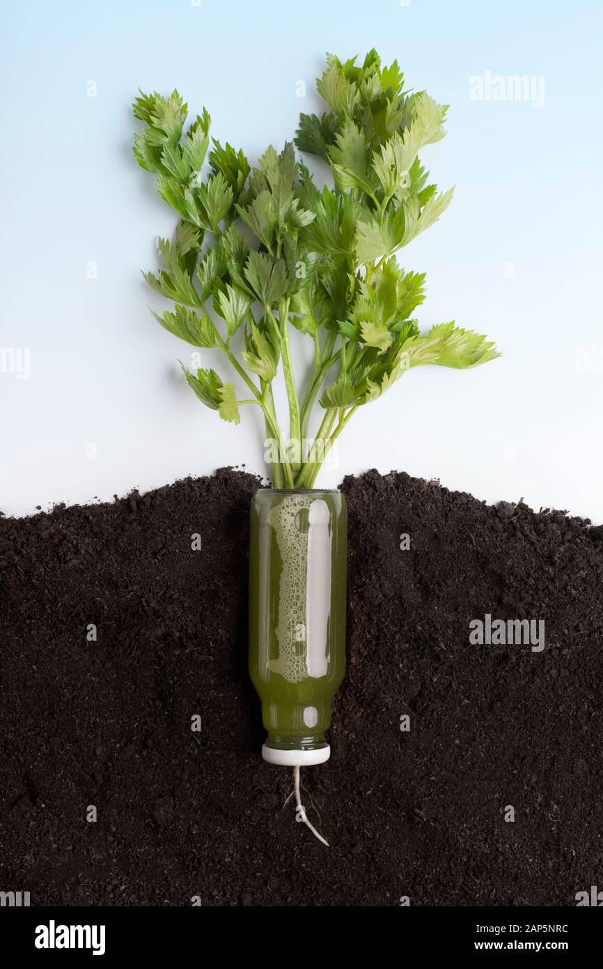 Detox drink in black soil sprouted with roots Stock Photo - Alamy