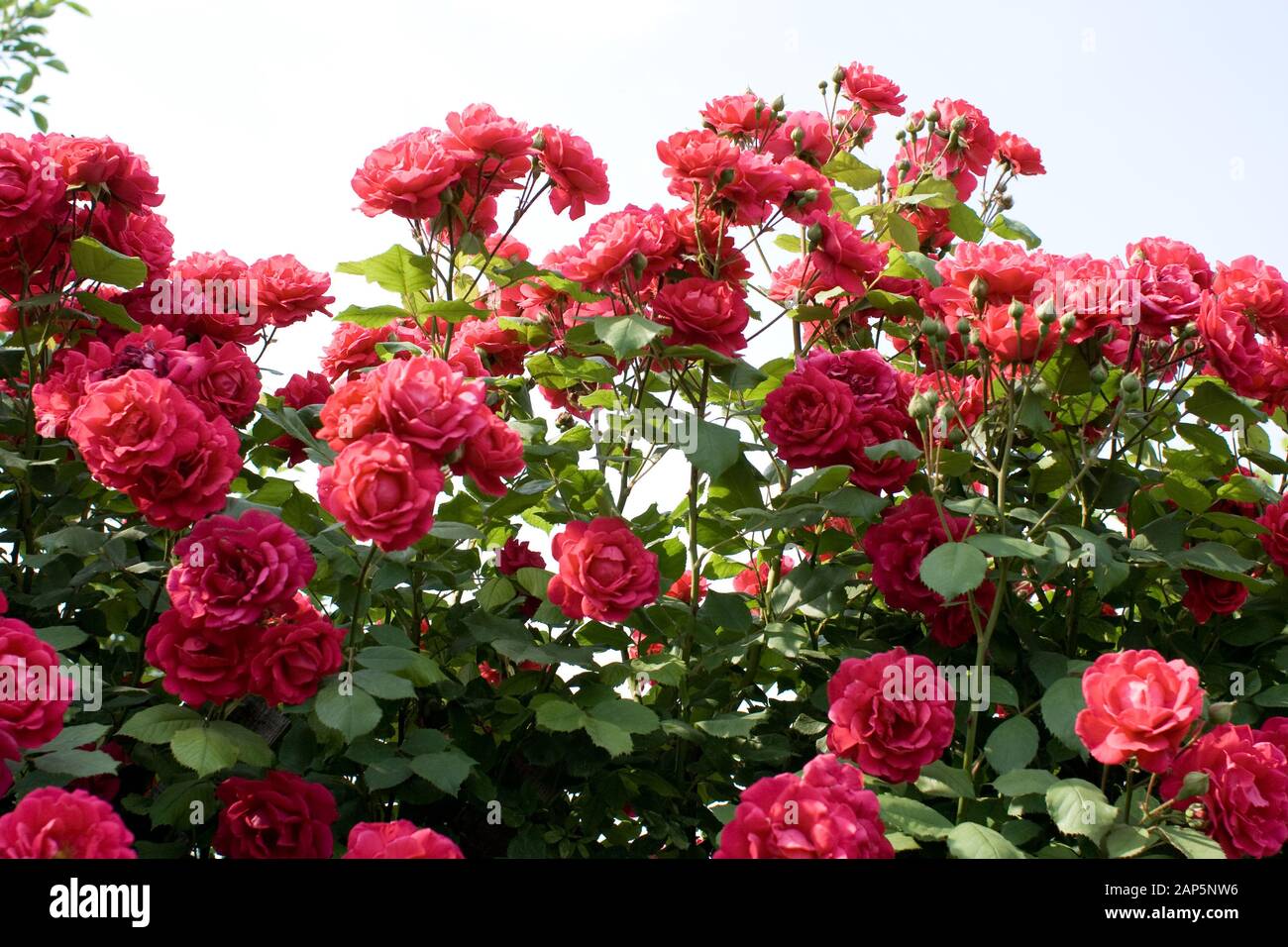 Close up shot of a red rose bush Stock Photo - Alamy