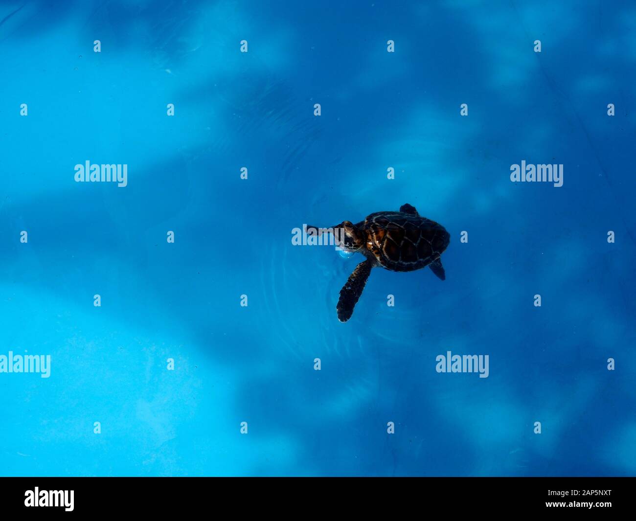 Breeding station hi-res stock photography and images - Alamy