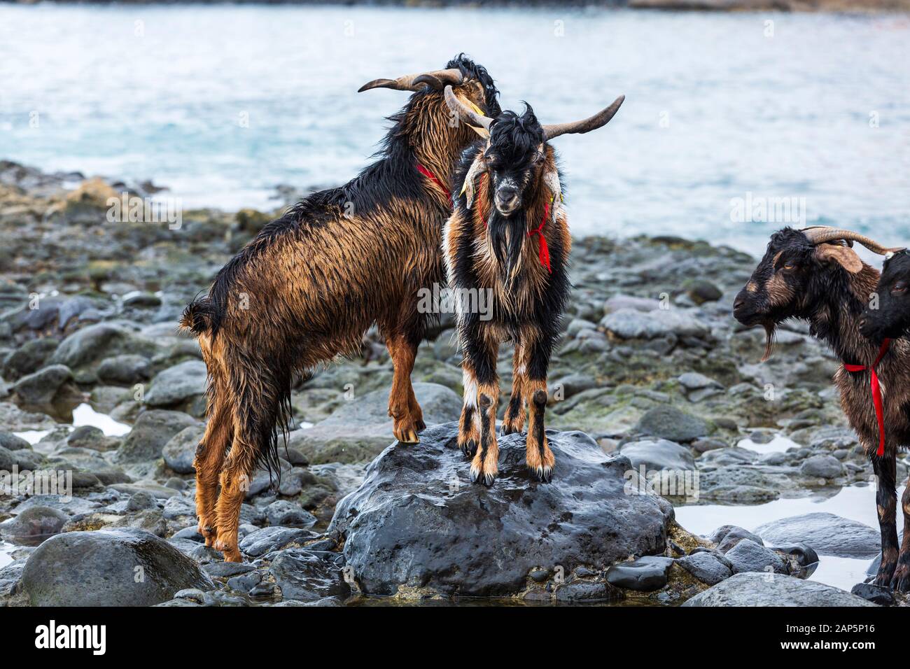 Sea goat hi-res stock photography and images - Alamy