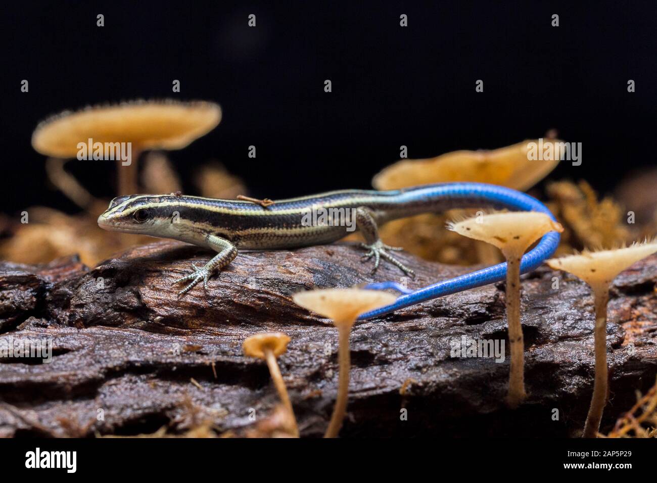 Emoia caeruleocauda, (Blue tailed skink) commonly known as the Pacific ...