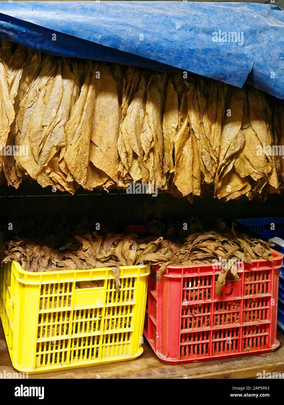 Traditional Imperium cigar factory, Yogyakarta, Jawa, Indonesia , Asia ...