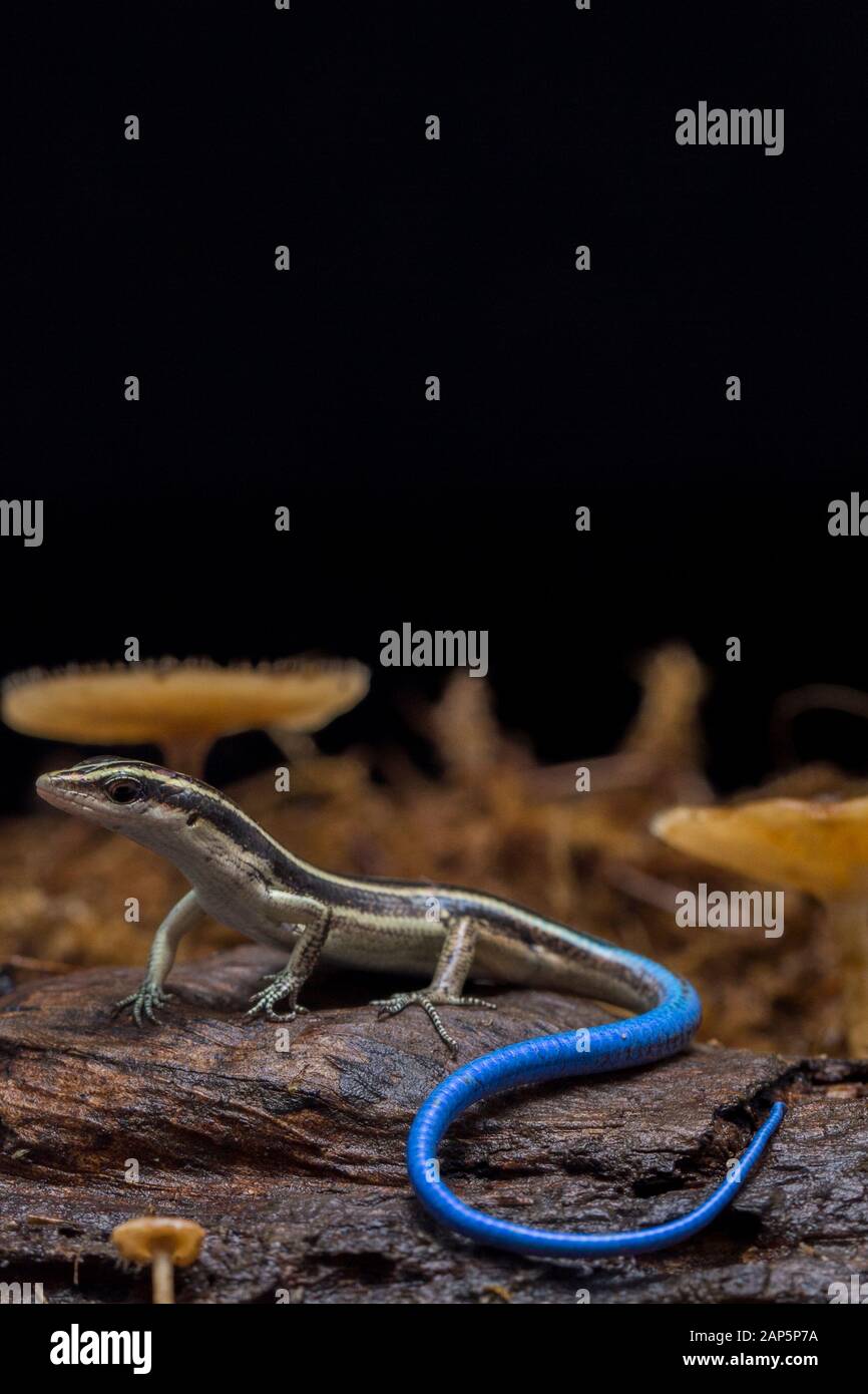 Emoia caeruleocauda, (Blue tailed skink) commonly known as the Pacific ...