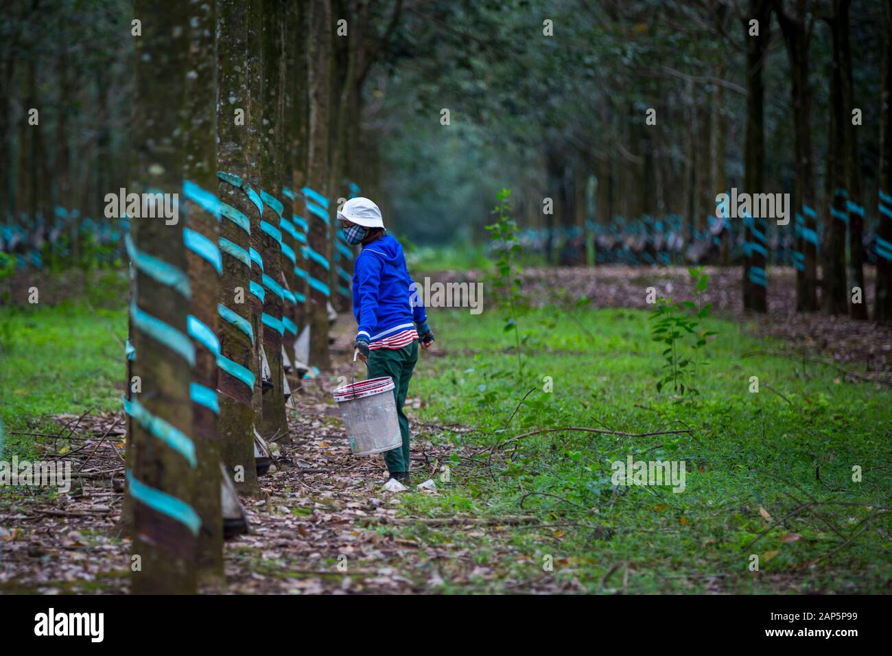 Rubber plantation vietnam asia hi-res stock photography and images - Alamy