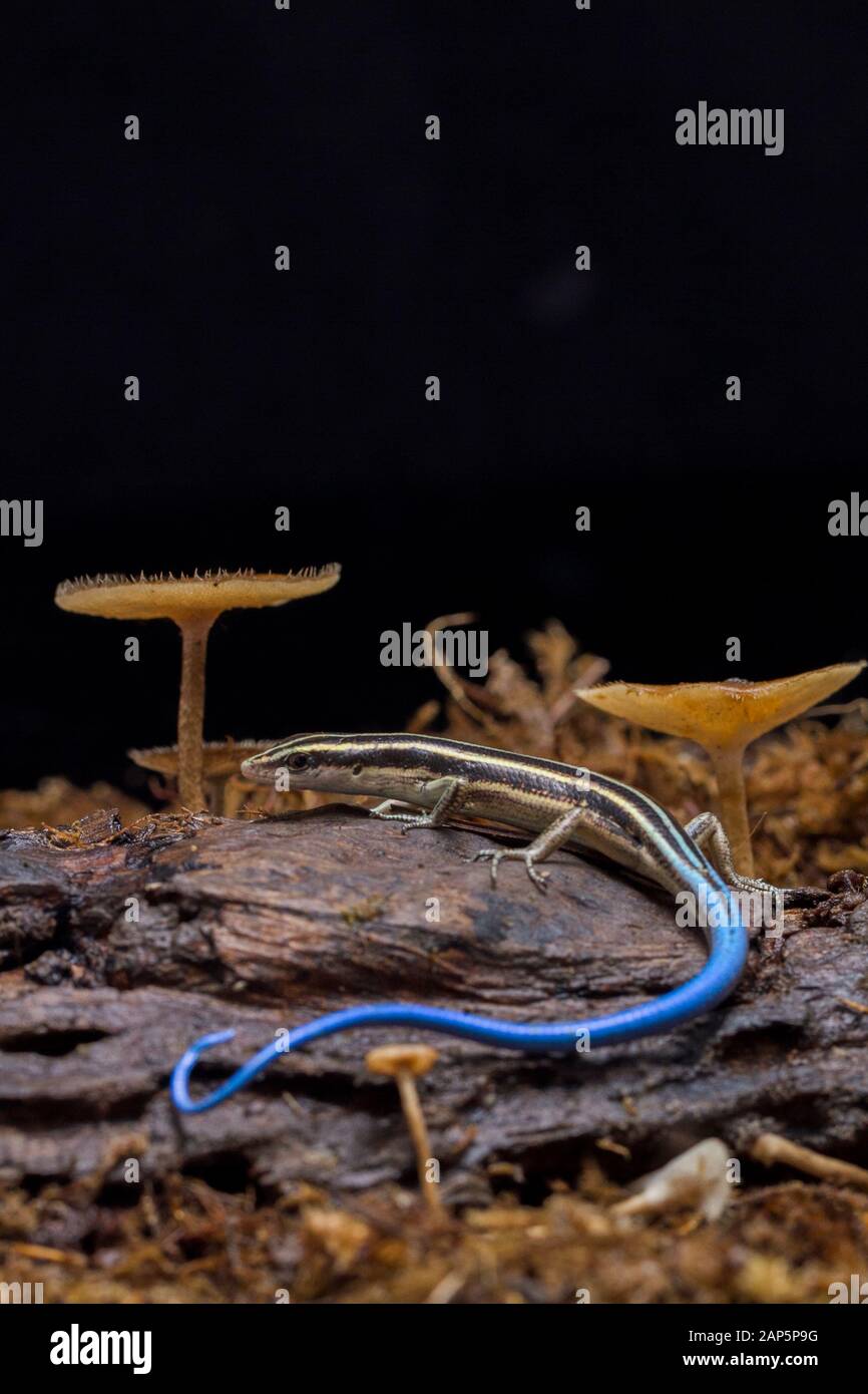 Emoia caeruleocauda, (Blue tailed skink) commonly known as the Pacific ...