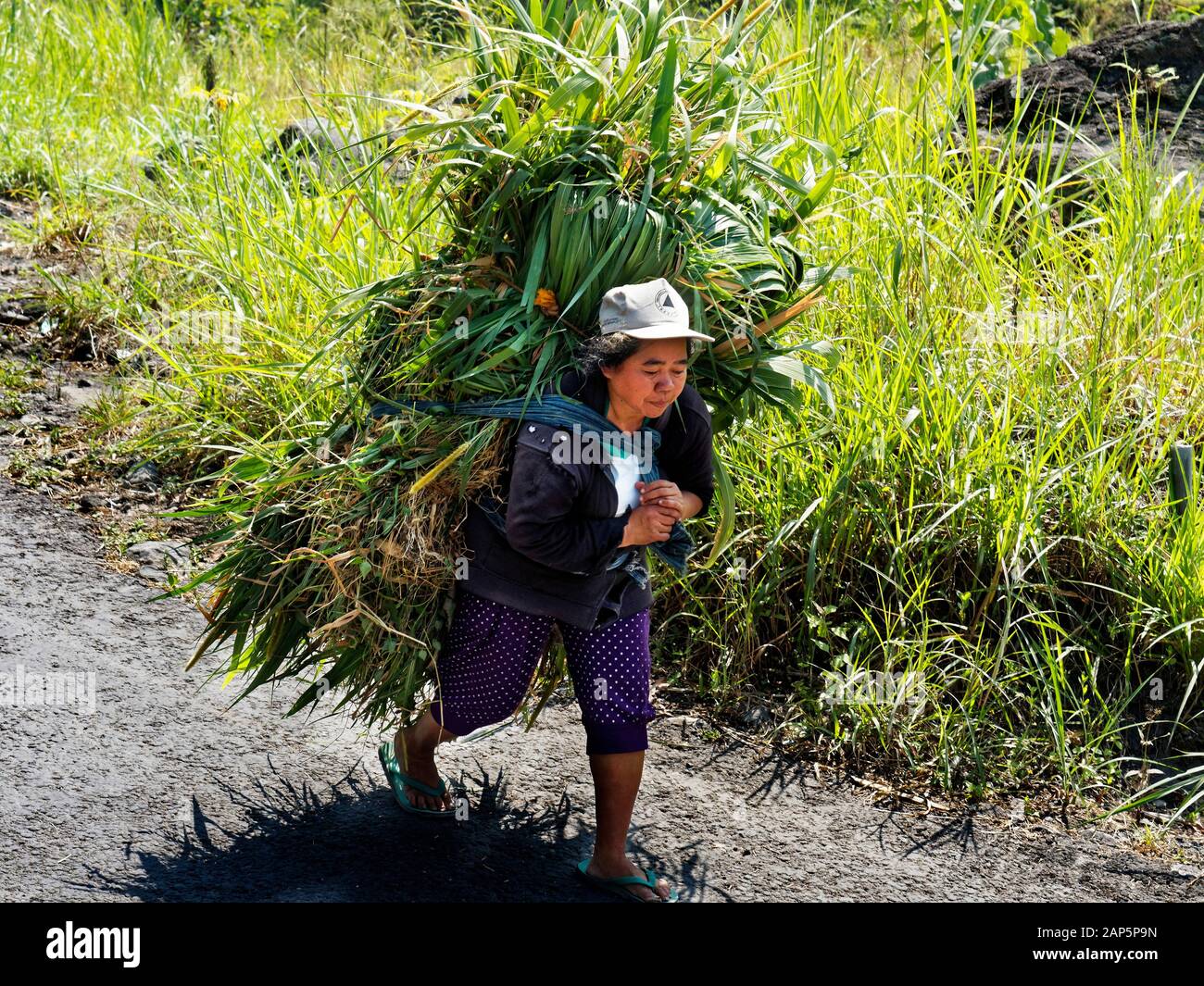 Farmer who returns on foot with the harvest, Gunung Merapi, Taman ...