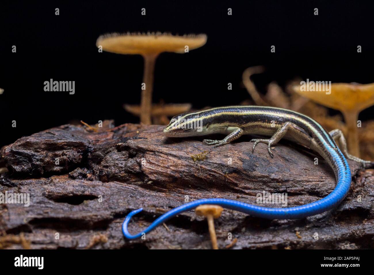 Emoia caeruleocauda, (Blue tailed skink) commonly known as the Pacific ...