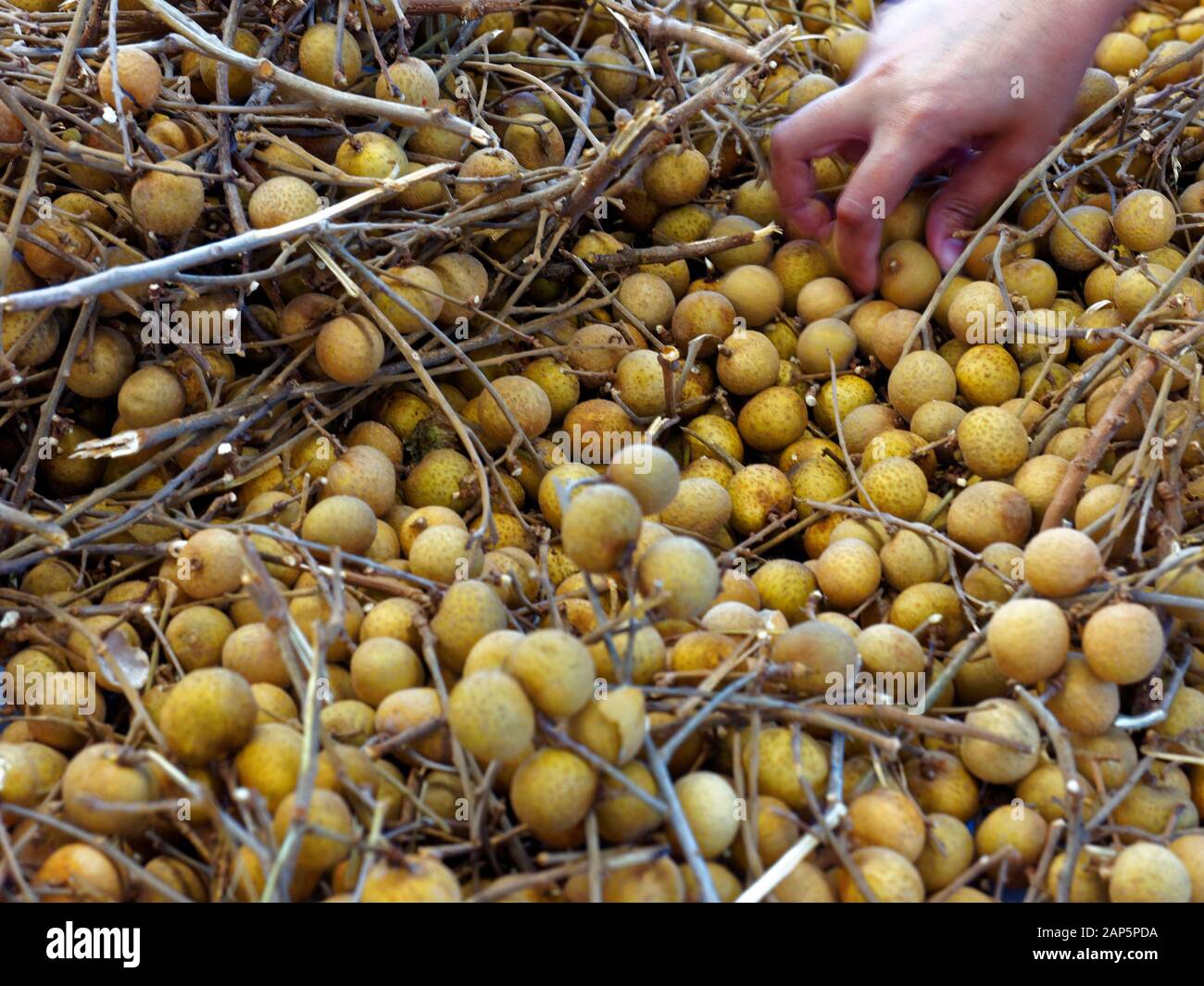 Street fruits market, lychees fruit, ogyakarta, Jawa, Indonesia , Asia ...