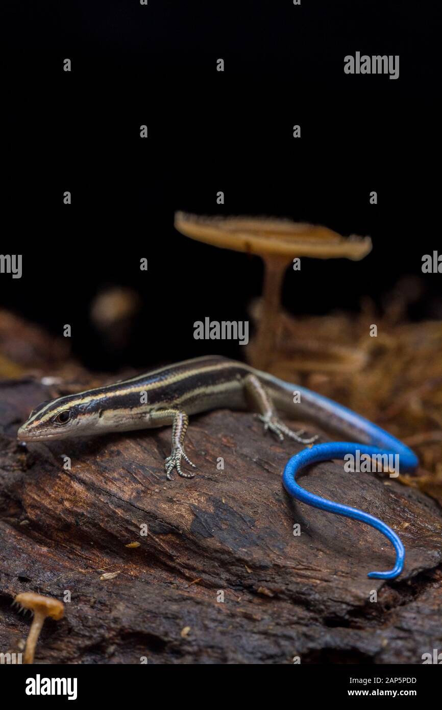 Emoia caeruleocauda, (Blue tailed skink) commonly known as the Pacific ...