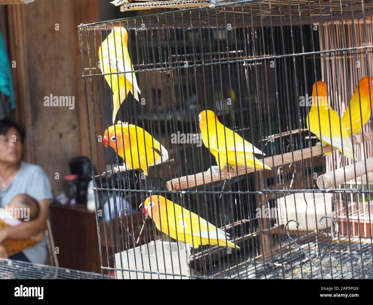 Pasthy Love Bird Market, Yogyakarta, Jawa, Indonesia , Asia Stock Photo ...