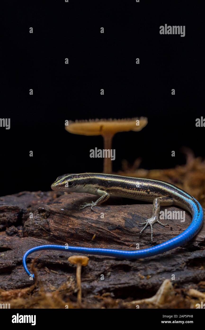 Emoia caeruleocauda, (Blue tailed skink) commonly known as the Pacific ...