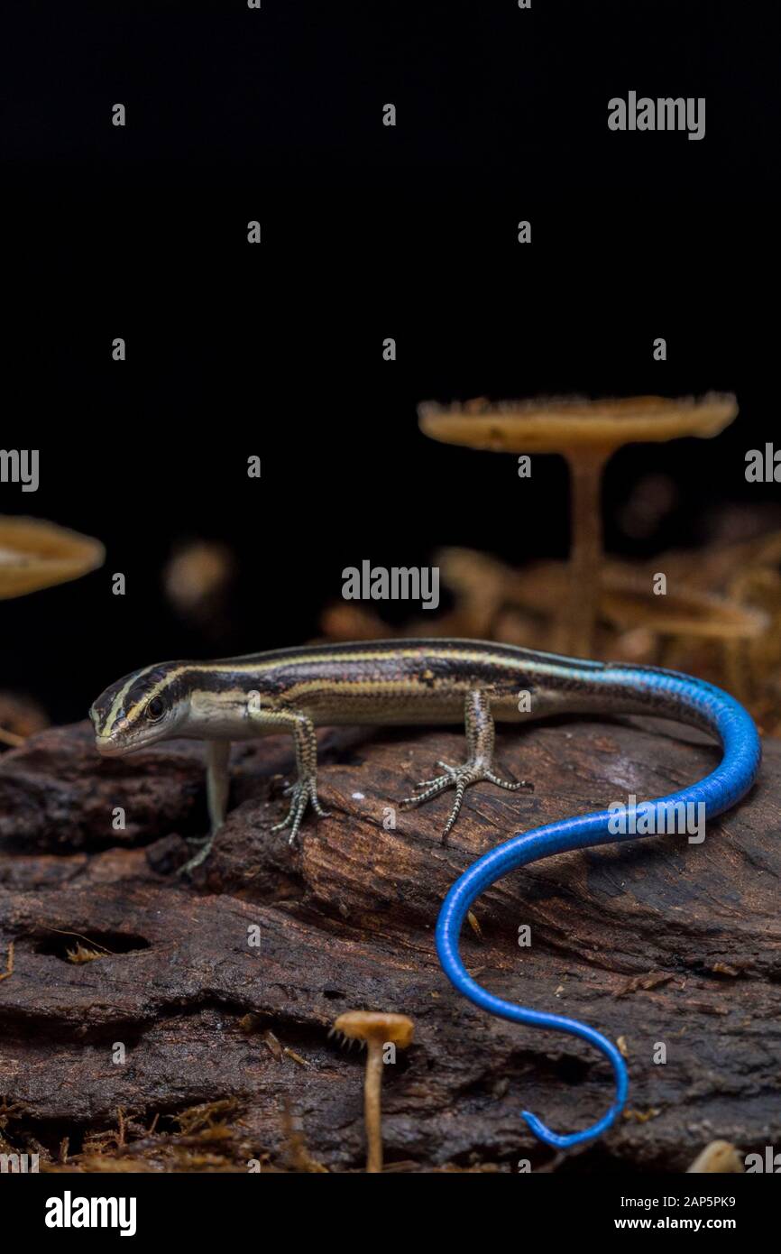 Emoia caeruleocauda, (Blue tailed skink) commonly known as the Pacific ...