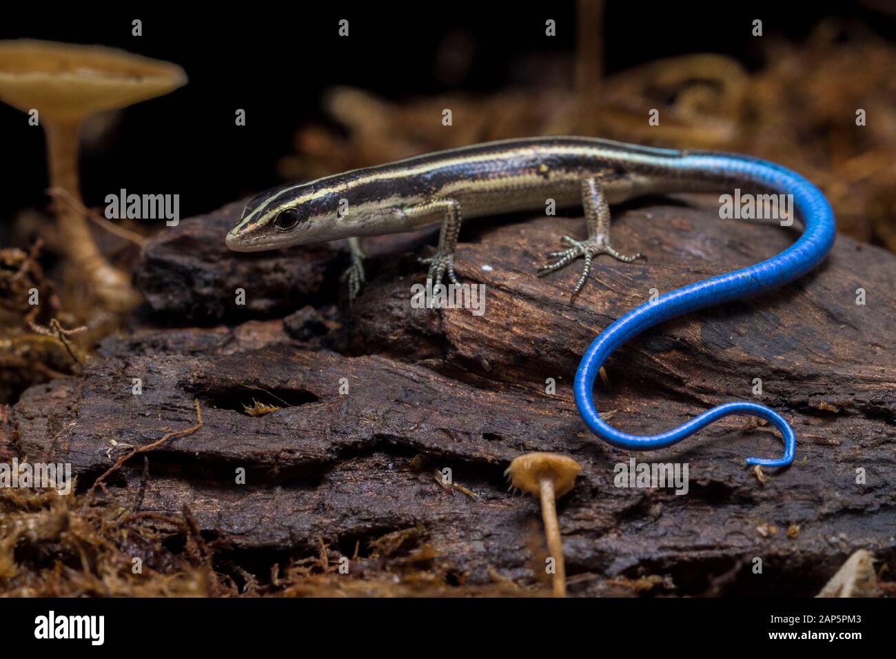 Emoia caeruleocauda, (Blue tailed skink) commonly known as the Pacific ...