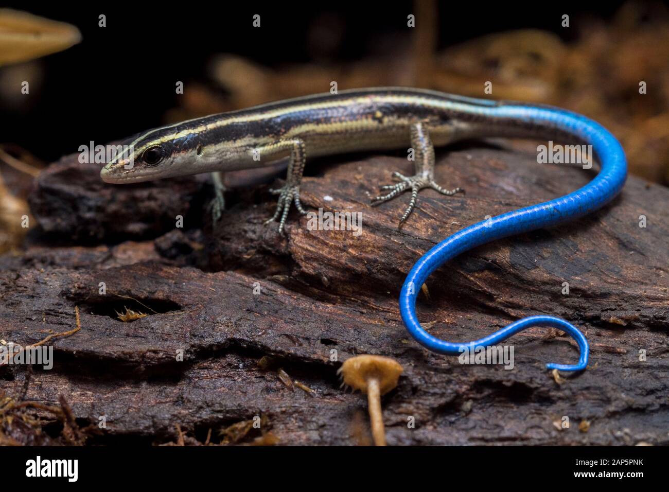 Emoia caeruleocauda, (Blue tailed skink) commonly known as the Pacific ...