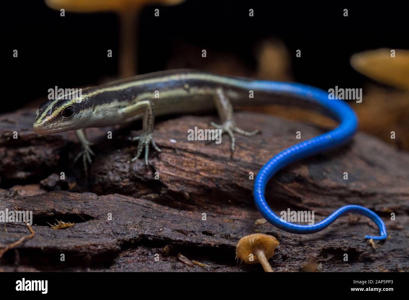 Emoia caeruleocauda, (Blue tailed skink) commonly known as the Pacific ...