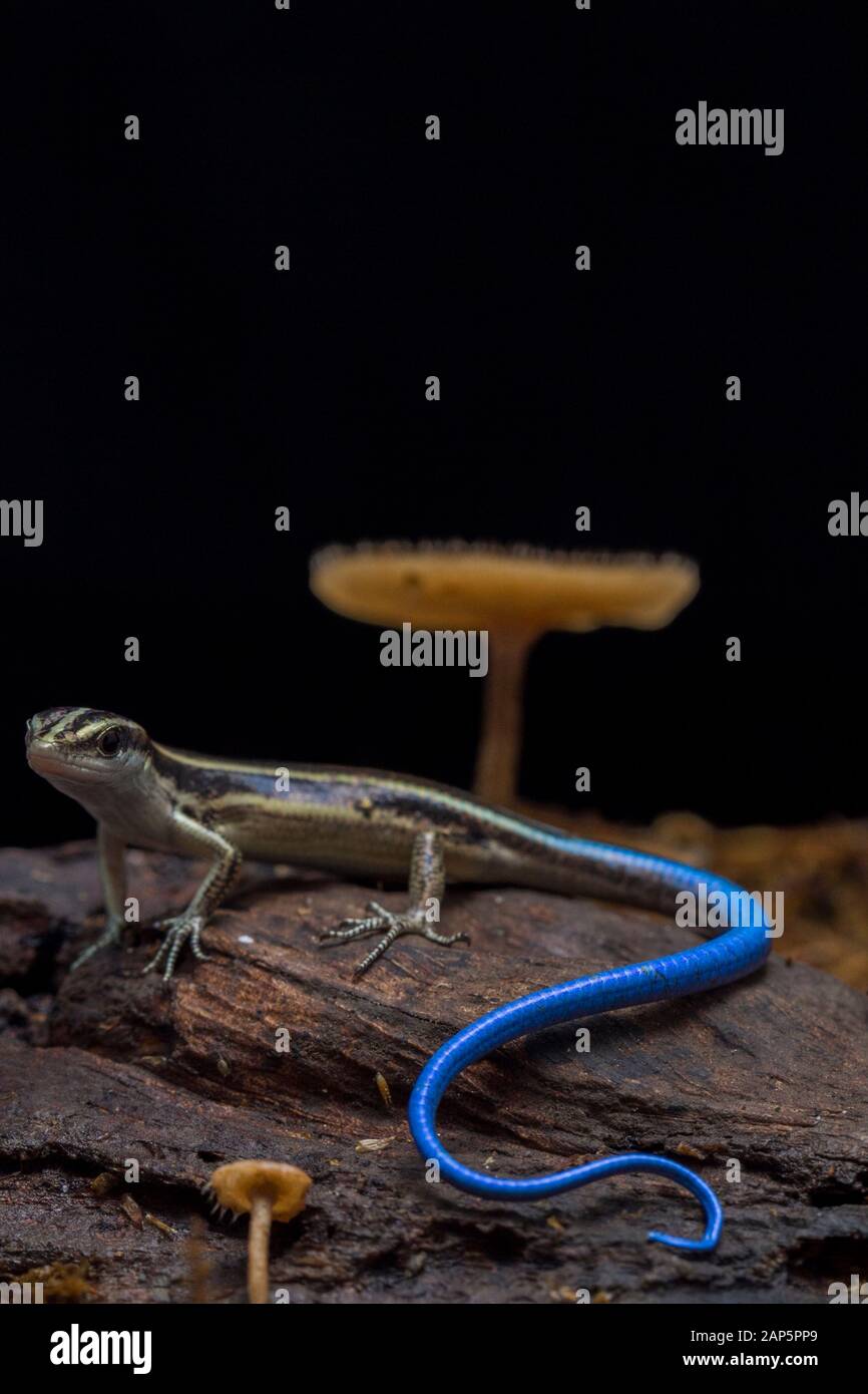 Emoia caeruleocauda, (Blue tailed skink) commonly known as the Pacific ...