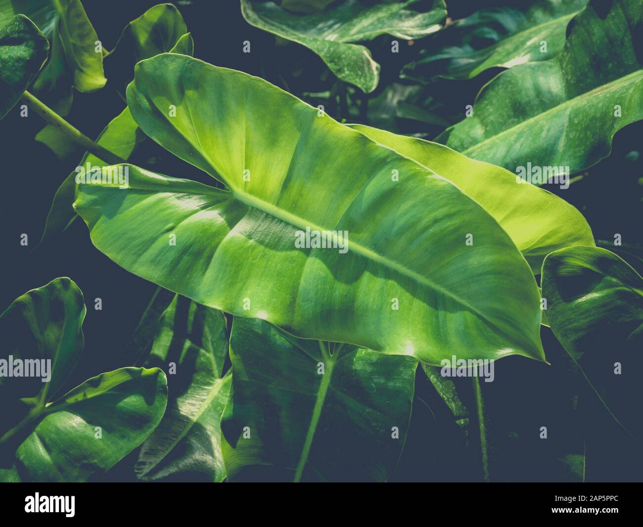 Green leaves background with retro film fade style. Textured of natural ...