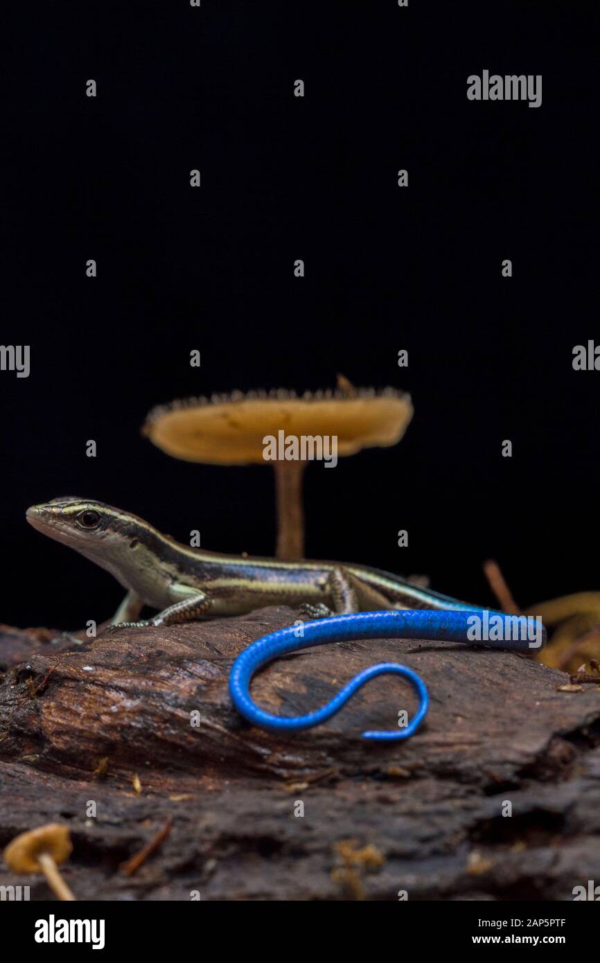 Emoia caeruleocauda, (Blue tailed skink) commonly known as the Pacific ...