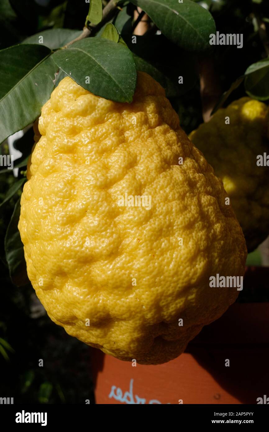 Cedar fruit hi-res stock photography and images - Alamy