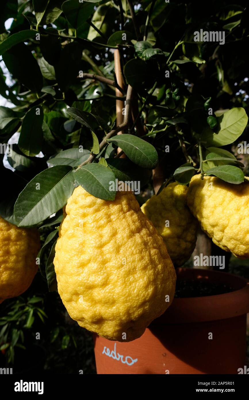 Giant cedar fruit, Citrus medica “Maxima”, The green fair, Milan ...
