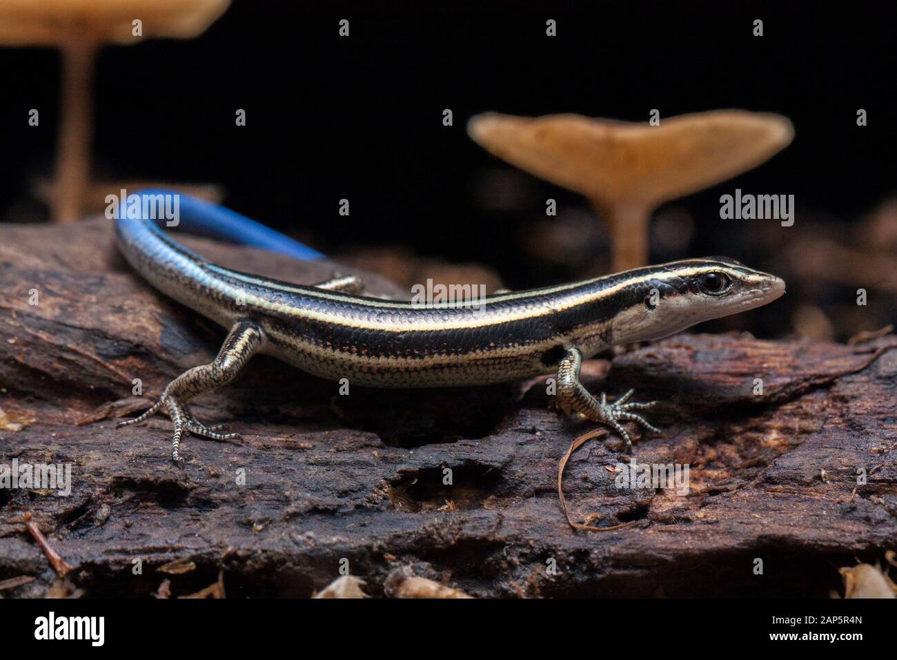 Emoia caeruleocauda, (Blue tailed skink) commonly known as the Pacific ...