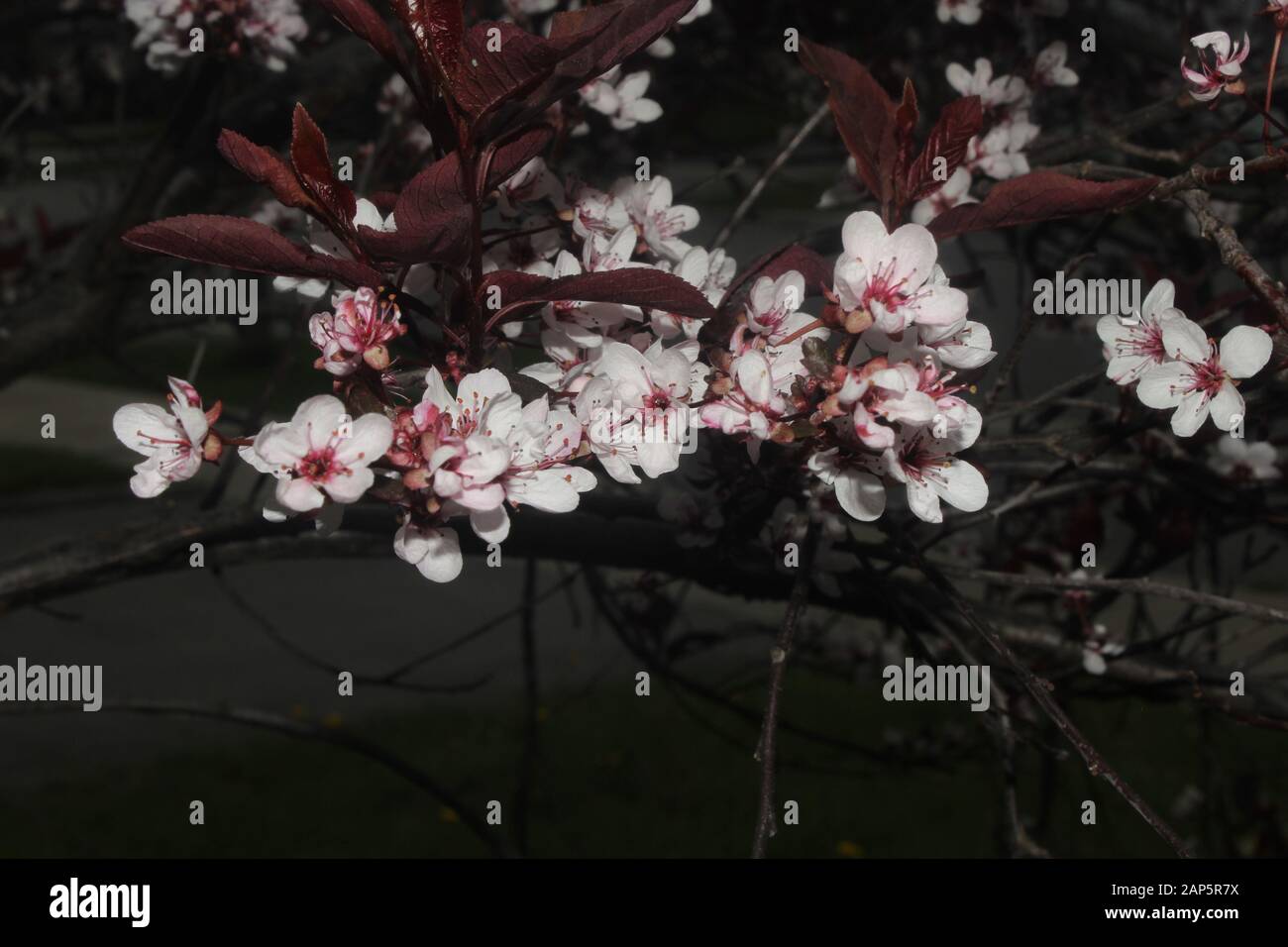 Sand cherry hi-res stock photography and images - Alamy