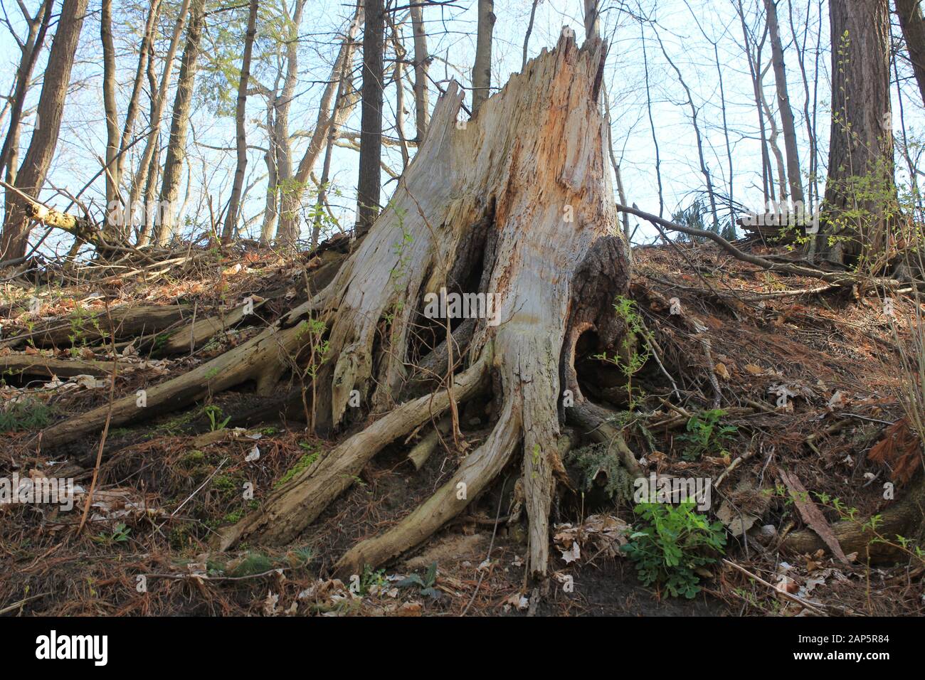 An old tree trunk with long roots Stock Photo - Alamy