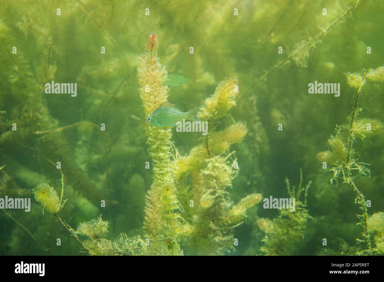 sun perch under water with some lake grass, beautiful fish under water ...