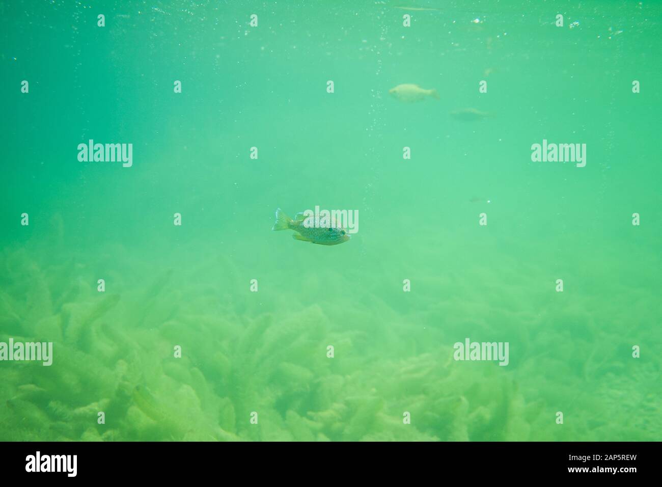 sun perch under water with some lake grass, beautiful fish under water ...