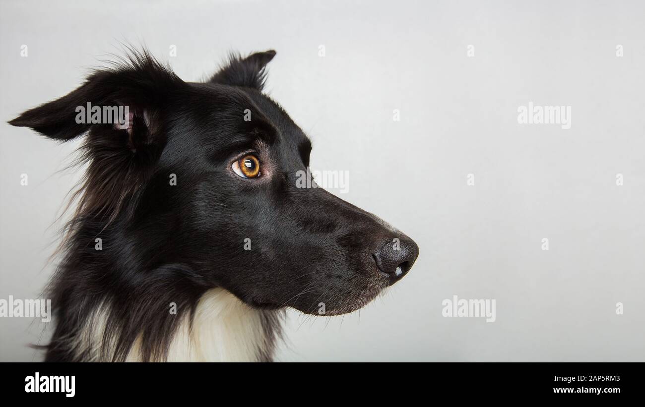 Border collie side profile hi-res stock photography and images - Alamy