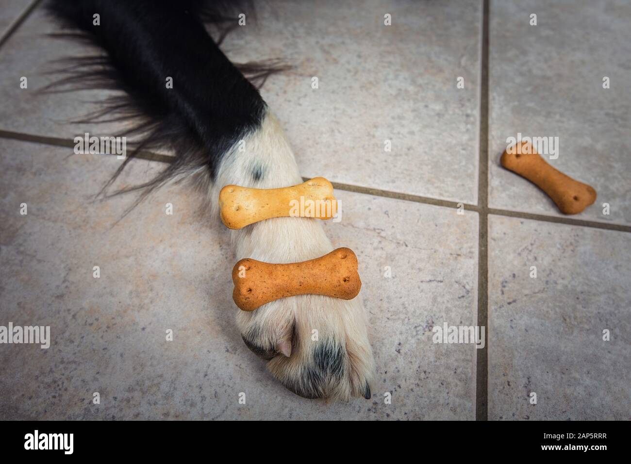 Close up of dog paw and delicious food, bone shaped biscuits, on the ...