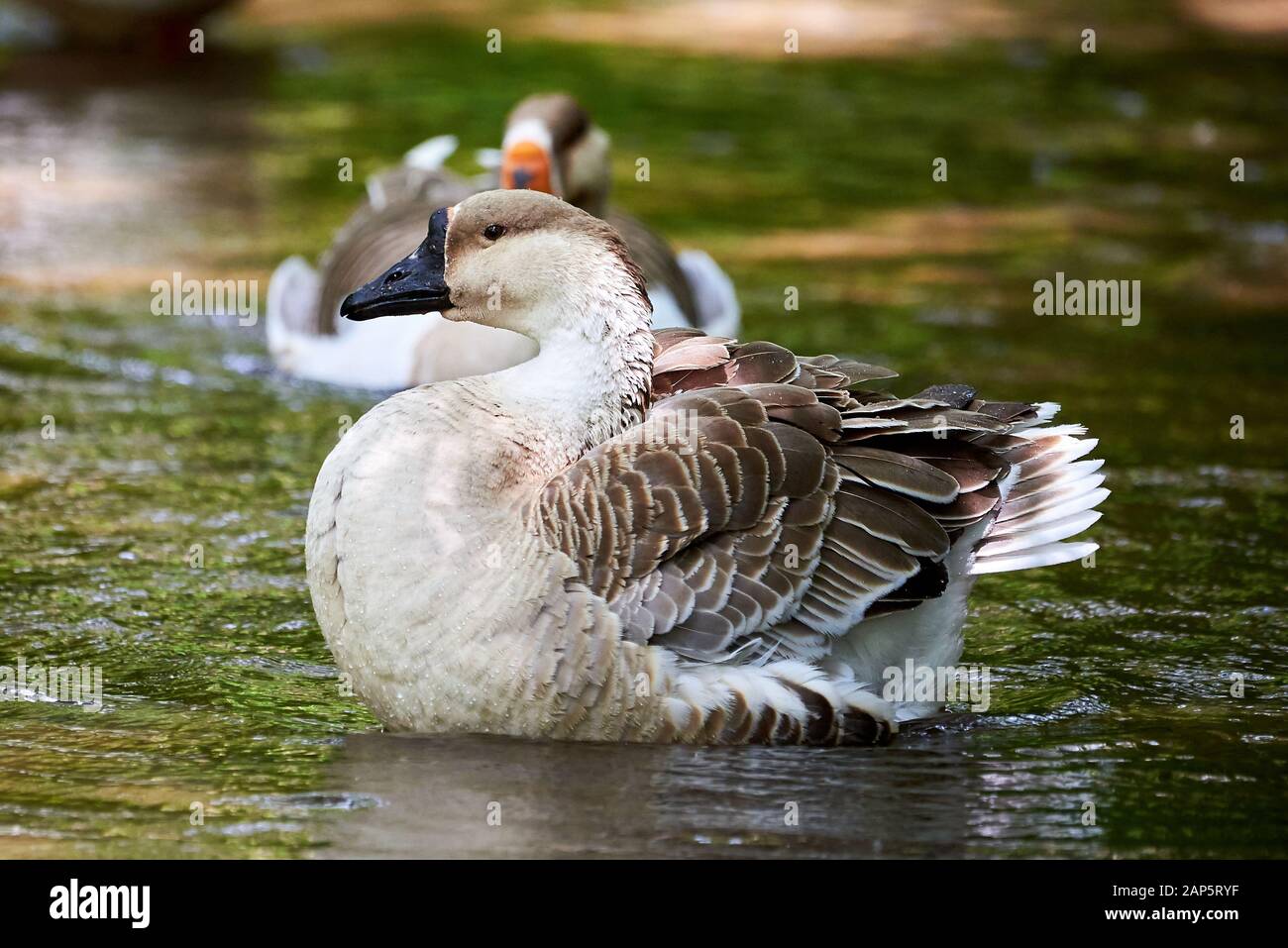 Chinese goose close-up, goose family Stock Photo - Alamy