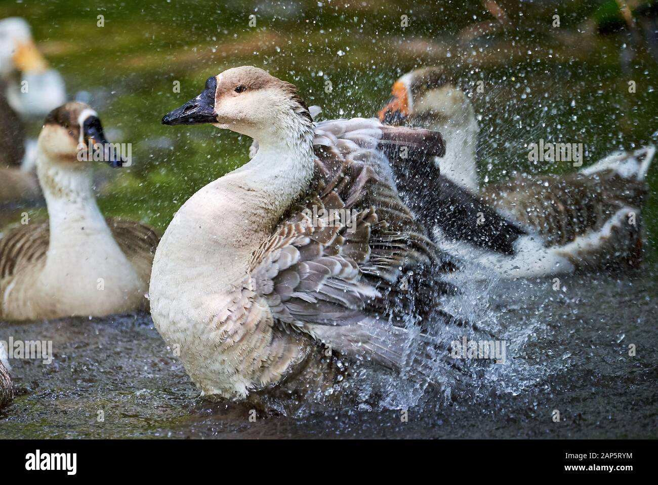 Chinese goose flapping wings Stock Photo - Alamy