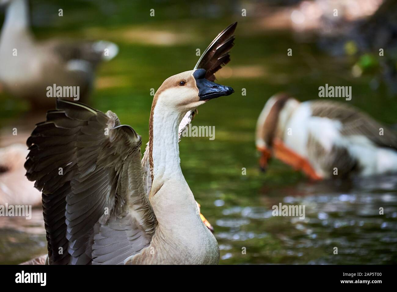 Chinese goose flapping wings Stock Photo - Alamy