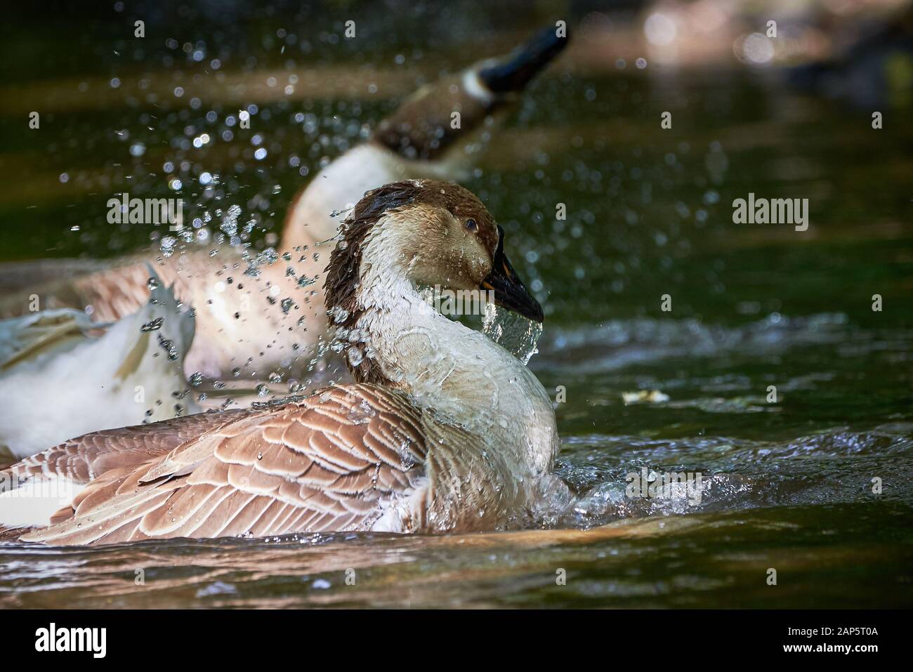 Chinese goose flapping wings Stock Photo - Alamy