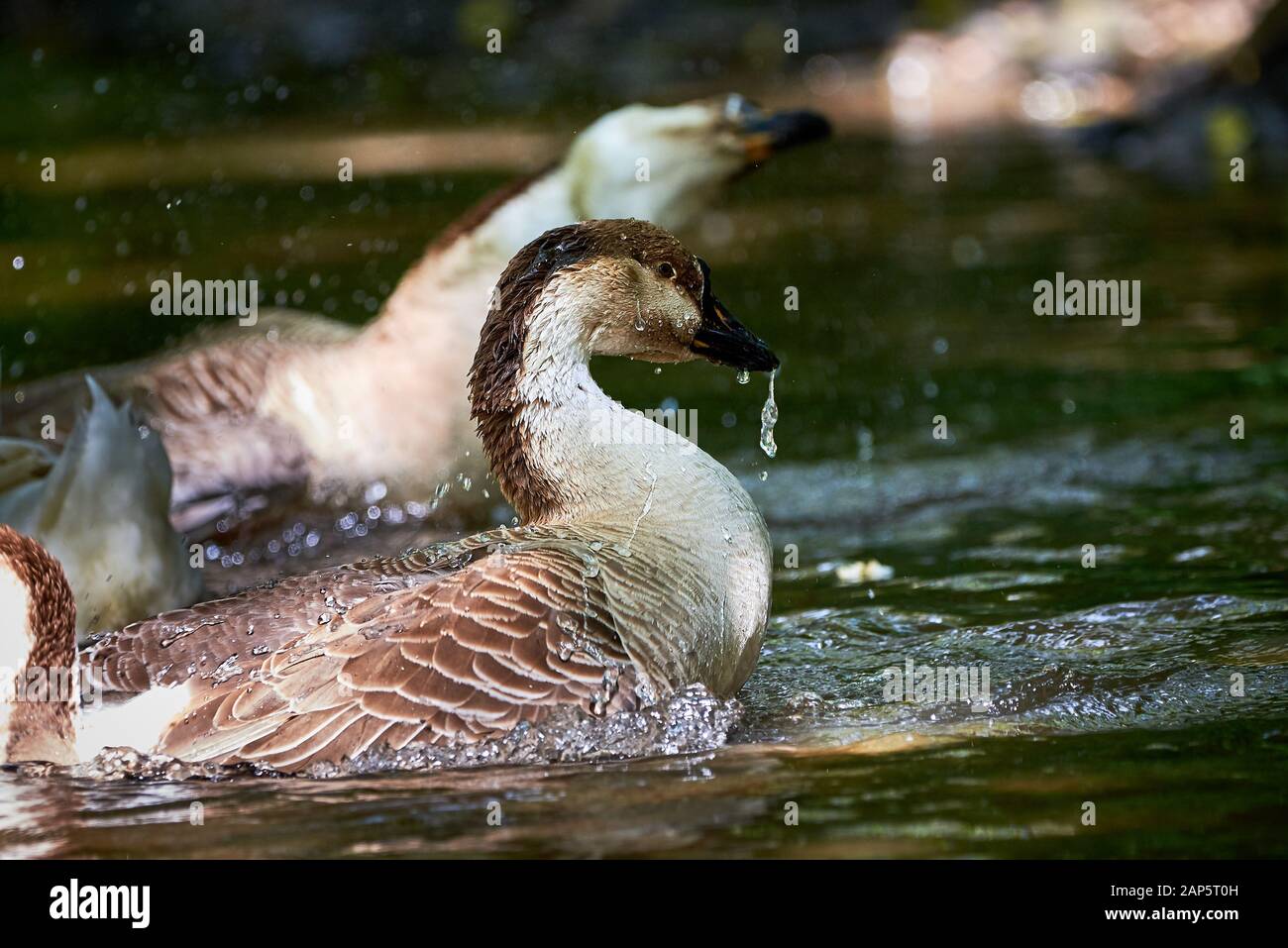 Chinese goose flapping wings Stock Photo - Alamy