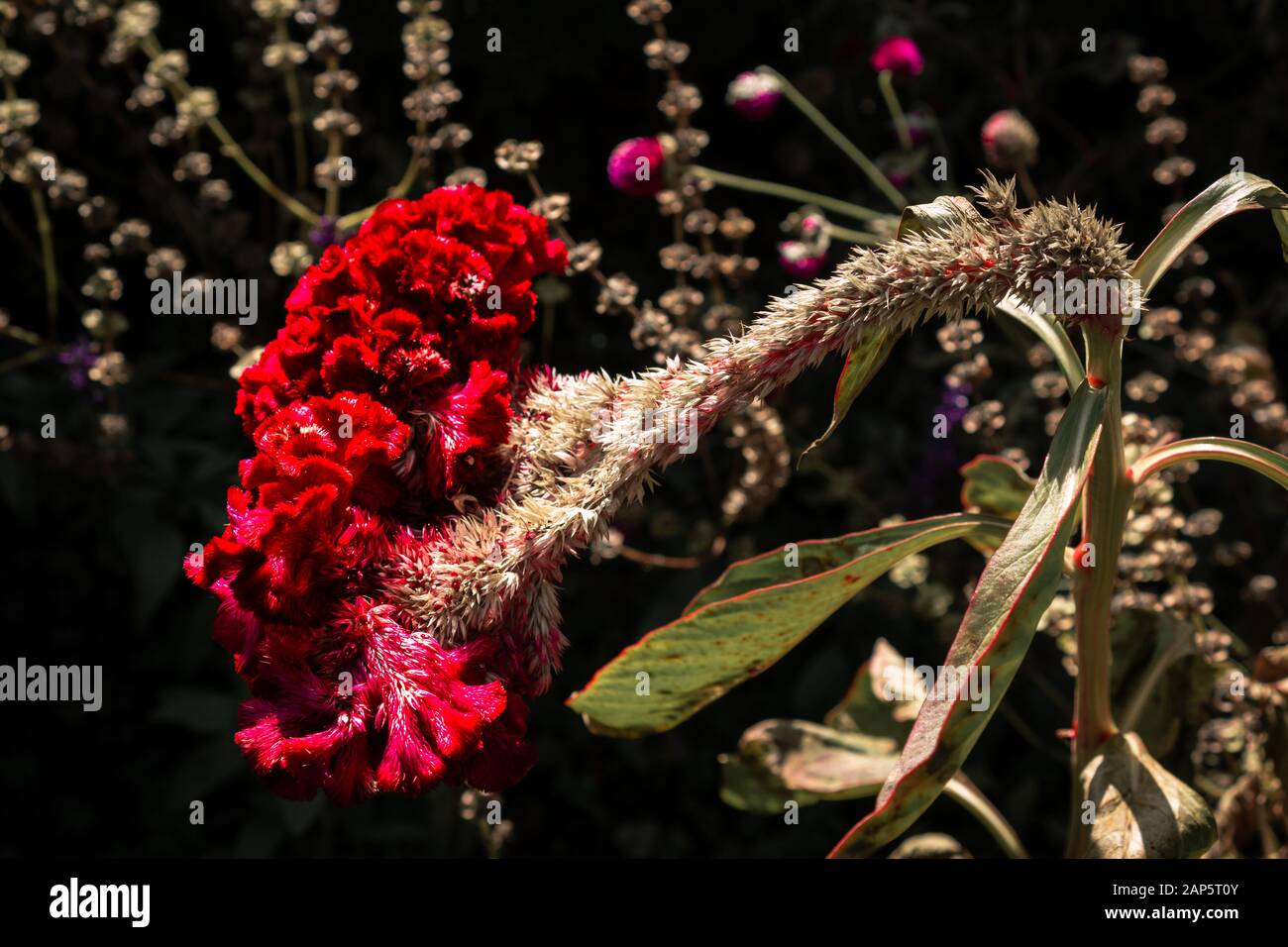 closeup of a deep red colored flower in a garden. High contrast image ...
