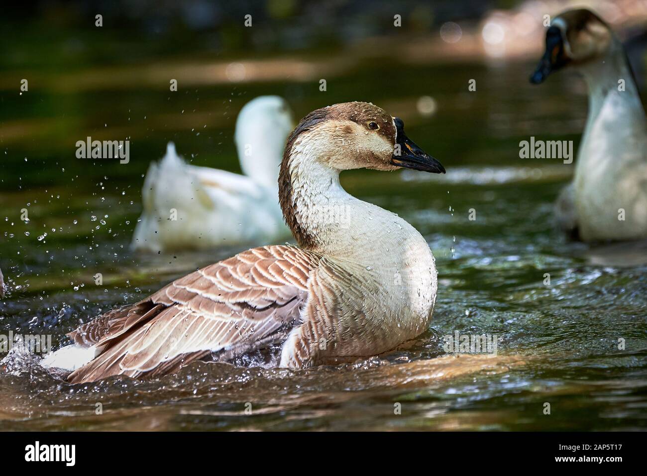 Chinese goose close-up, goose family Stock Photo - Alamy