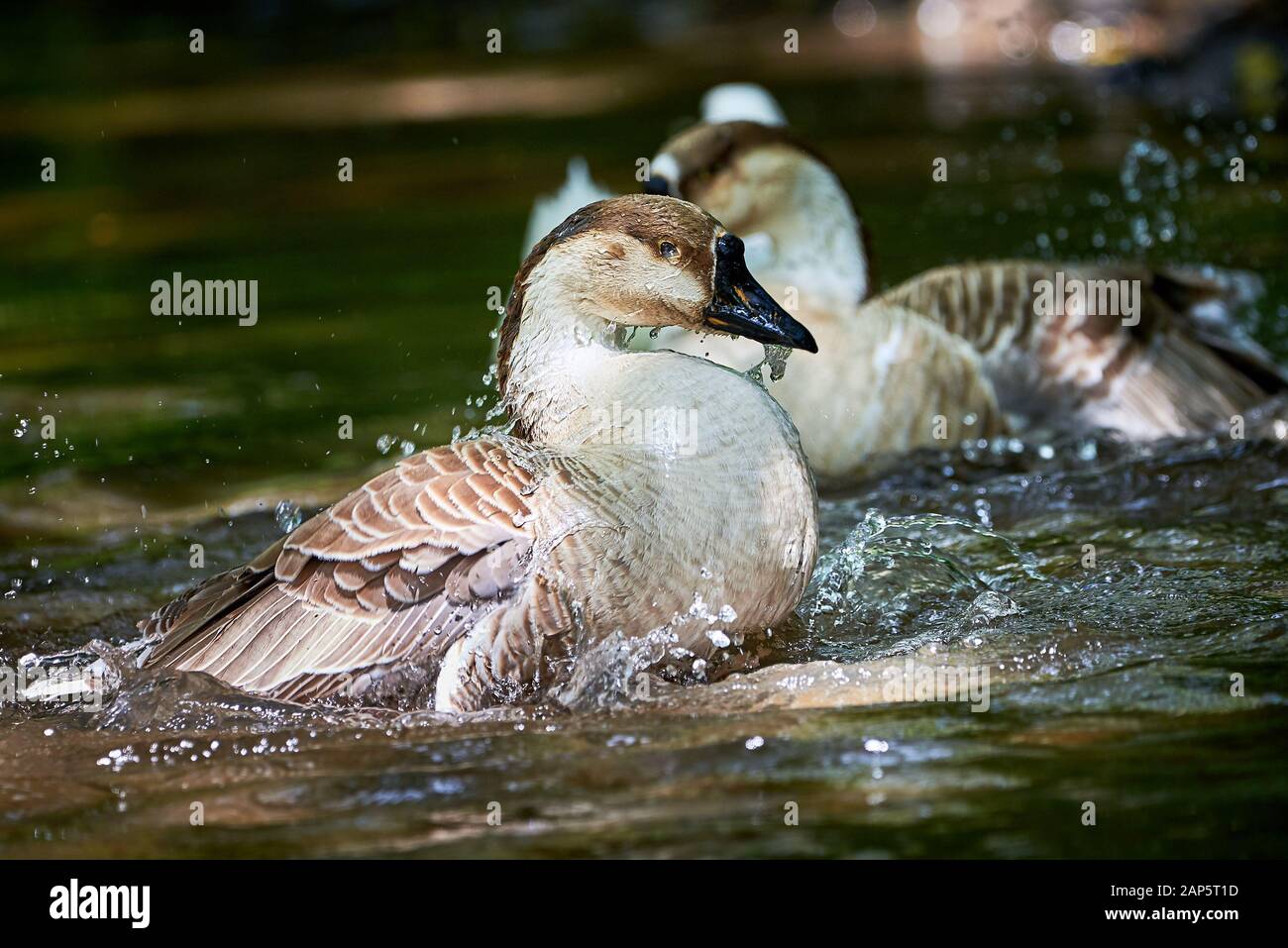 Chinese goose flapping wings Stock Photo - Alamy