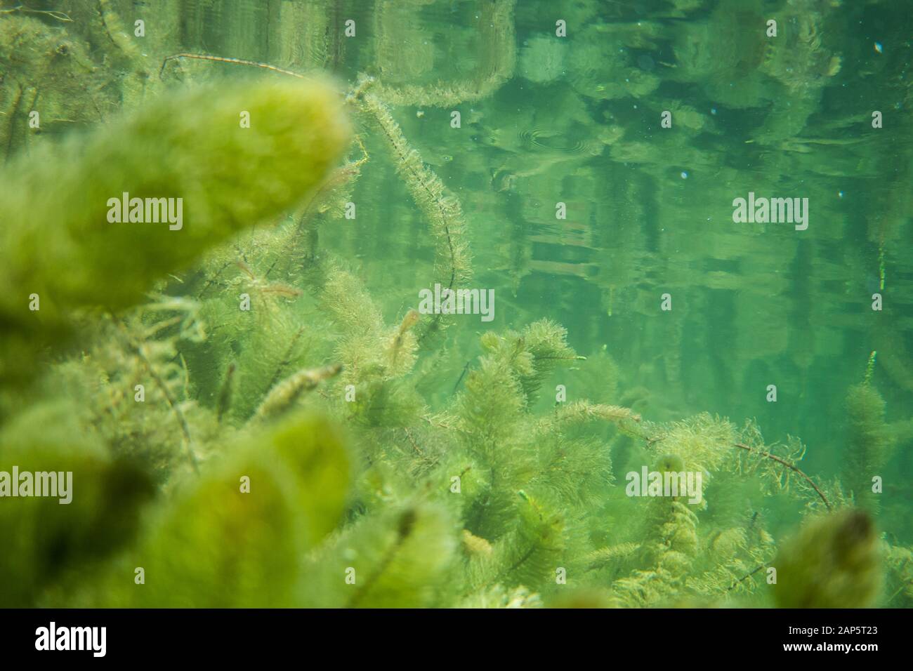 Underwater flora. Underwater Plants rivers, lakes, pond Stock Photo - Alamy