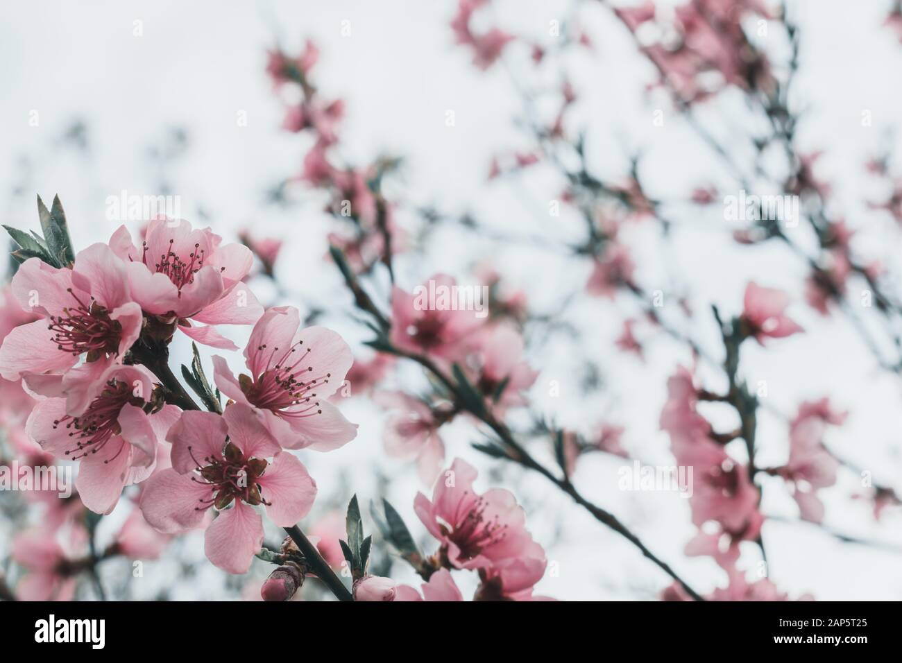 Close up sakura tree branch hi-res stock photography and images - Alamy