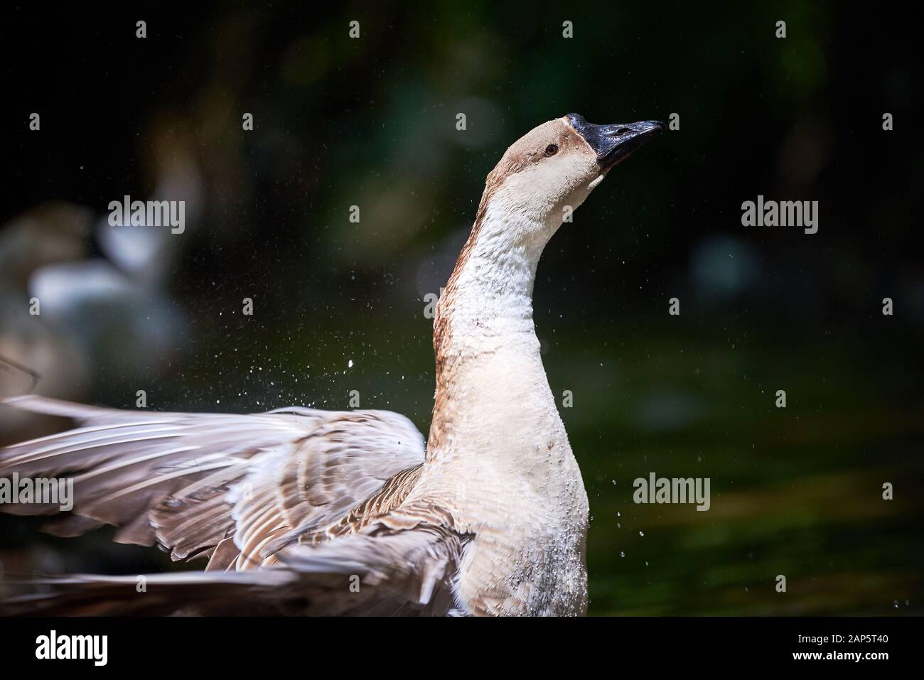 Chinese goose flapping wings Stock Photo - Alamy