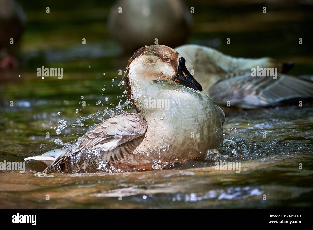 Chinese goose close-up, goose family Stock Photo - Alamy