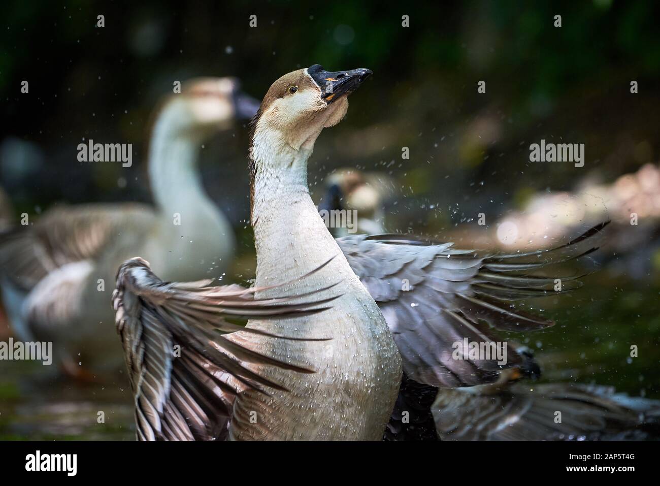 Chinese goose flapping wings Stock Photo - Alamy