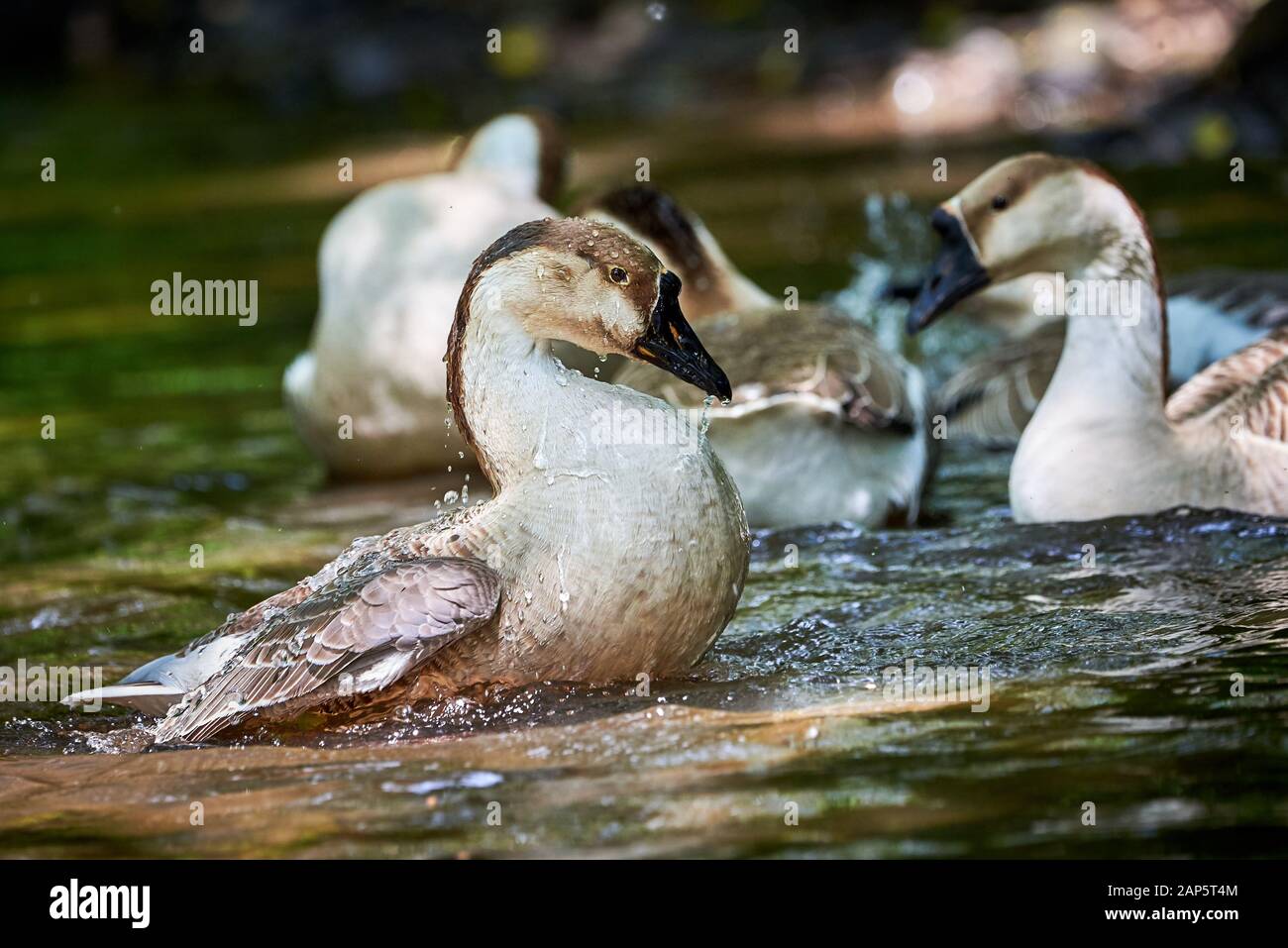 Chinese goose close-up, goose family Stock Photo - Alamy