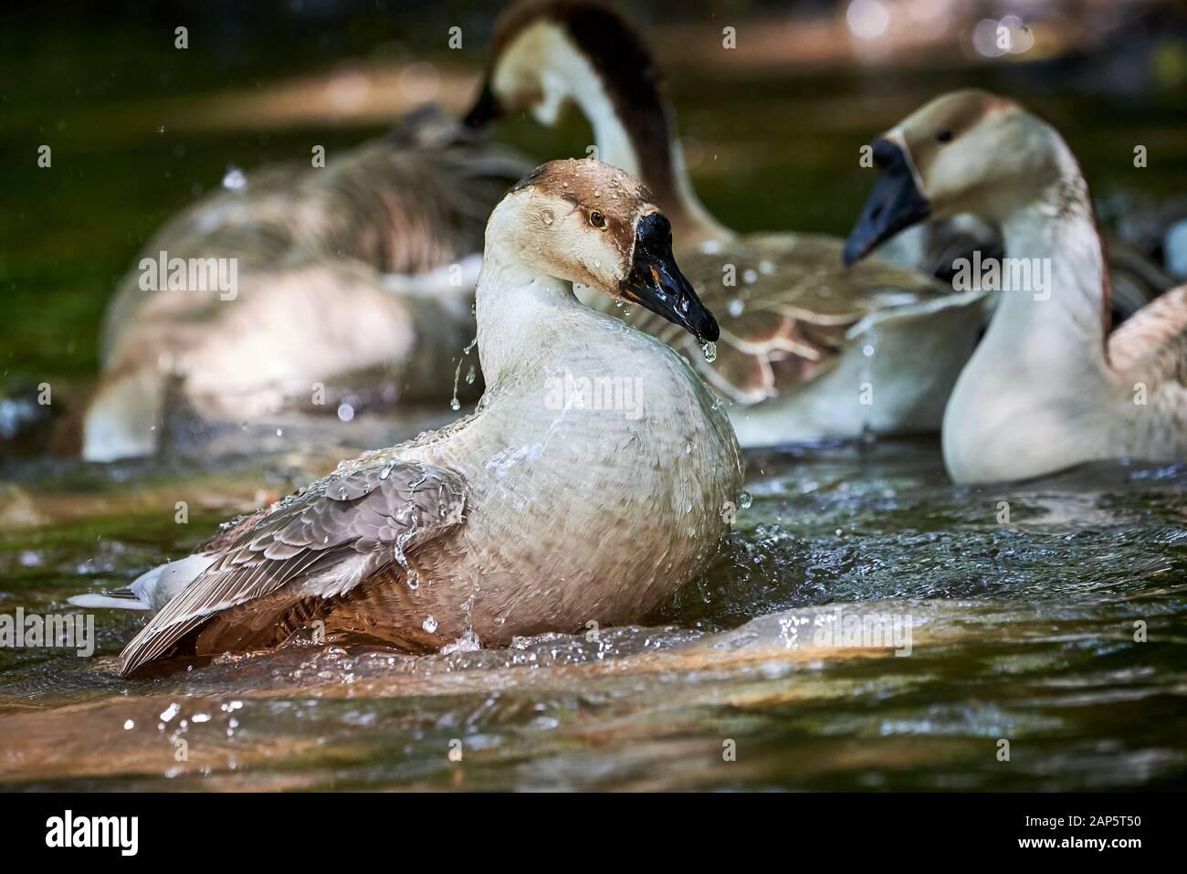 Chinese goose close-up, goose family Stock Photo - Alamy